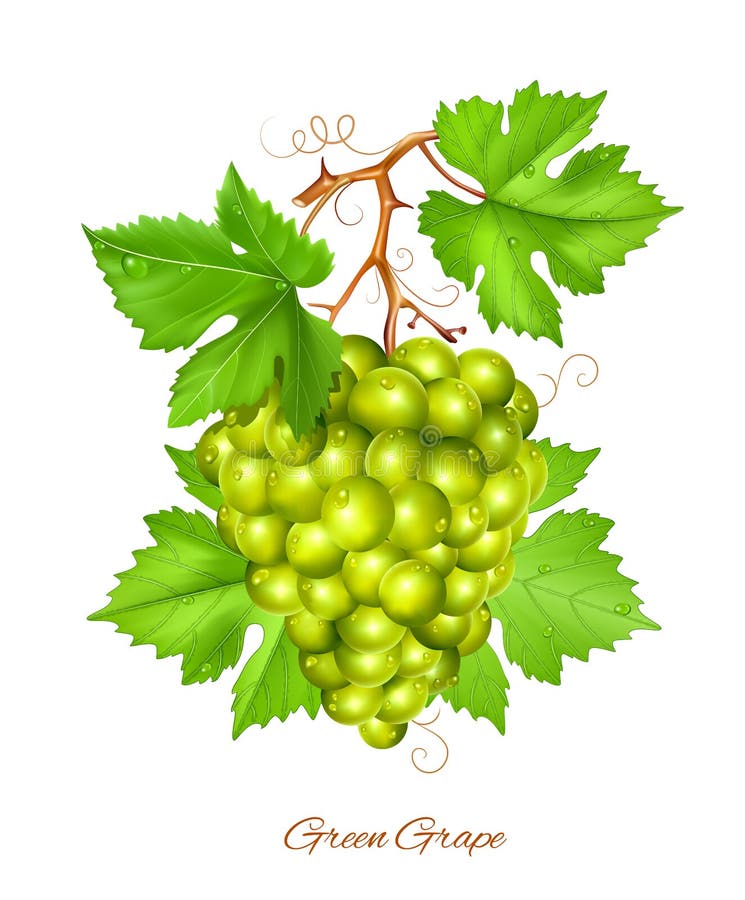 Grape Cluster with Green Leaves Stock Vector - Illustration of purple ...