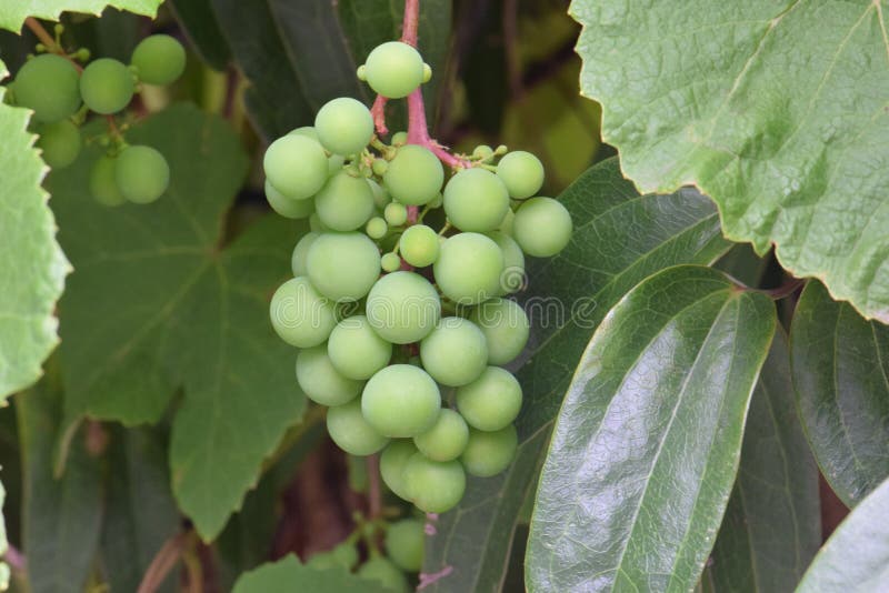 Green Grape Cluster with Leaves Stock Photo - Image of leaves, wine ...