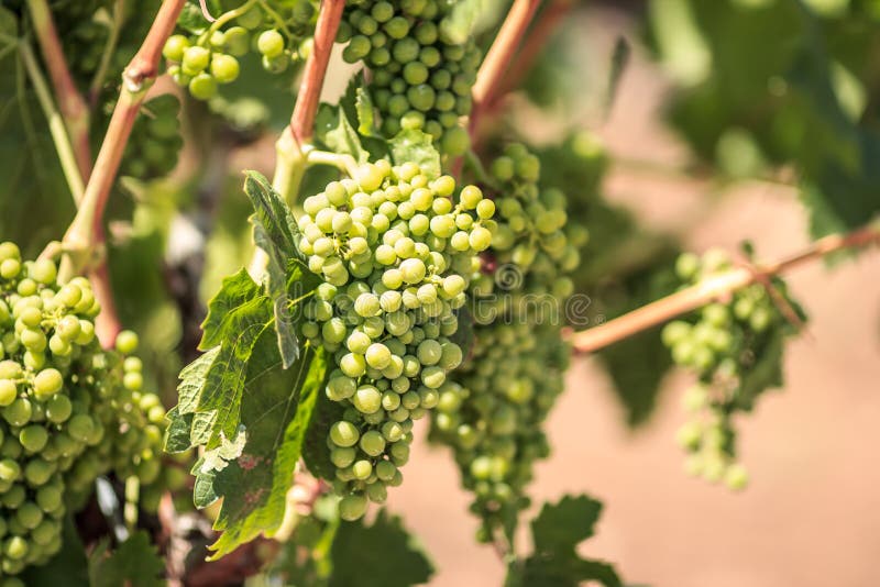 1,125 Israel Vineyard Stock Photos - Free & Royalty-Free Stock Photos ...