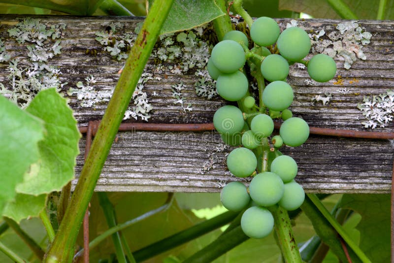 Green Grape Cluster on Wood 02 Stock Photo - Image of sunlight ...