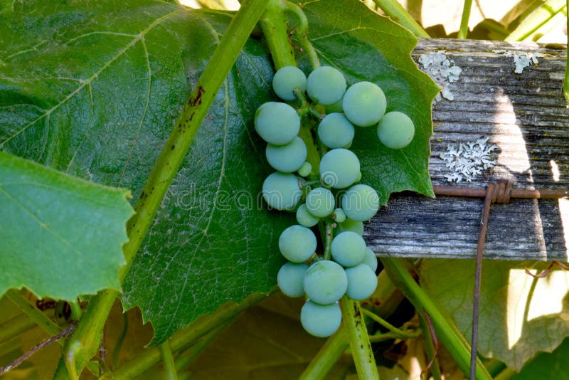 Green Grape Cluster on Wood 06 Stock Photo - Image of cluster, grapes ...