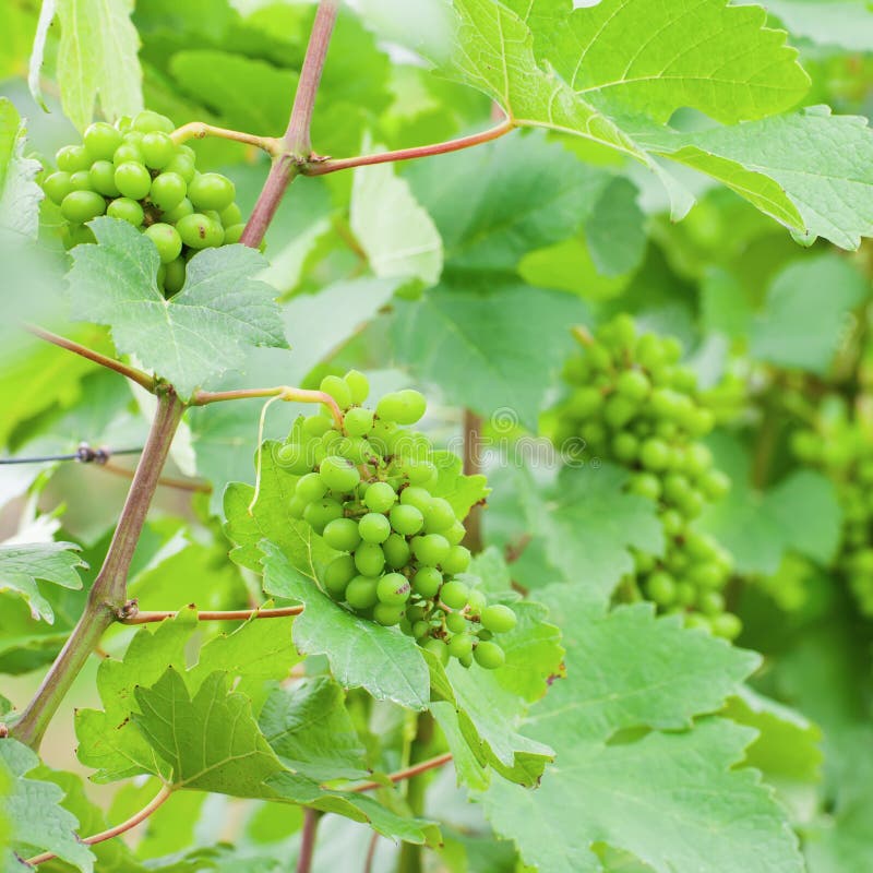 Green grape stock photo. Image of farming, industry, bunch - 35588038