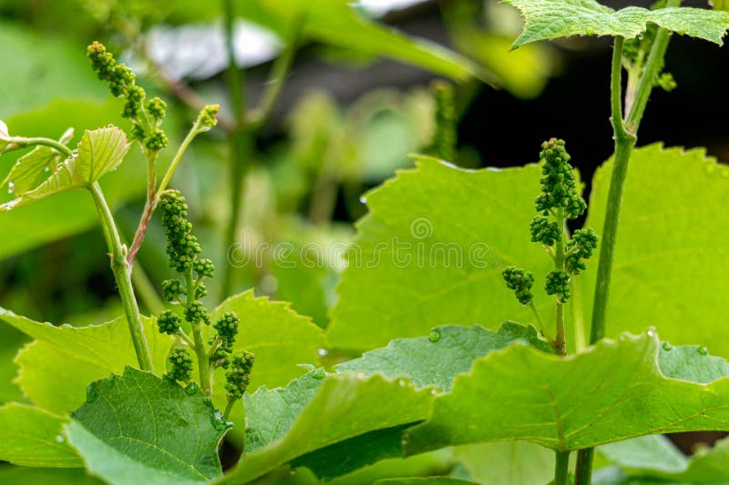 Green Grape Flowers on Branches in the Garden. Stock Photo - Image of ...