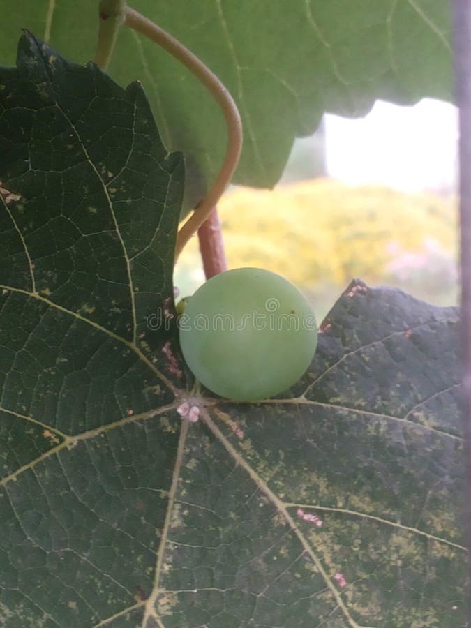 Green Grape in the Garden. it& X27;s so Cute Stock Image - Image of ...