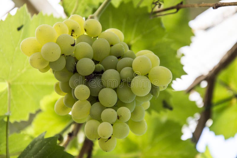 146 Gardeb Garden Stock Photos - Free & Royalty-Free Stock Photos from ...