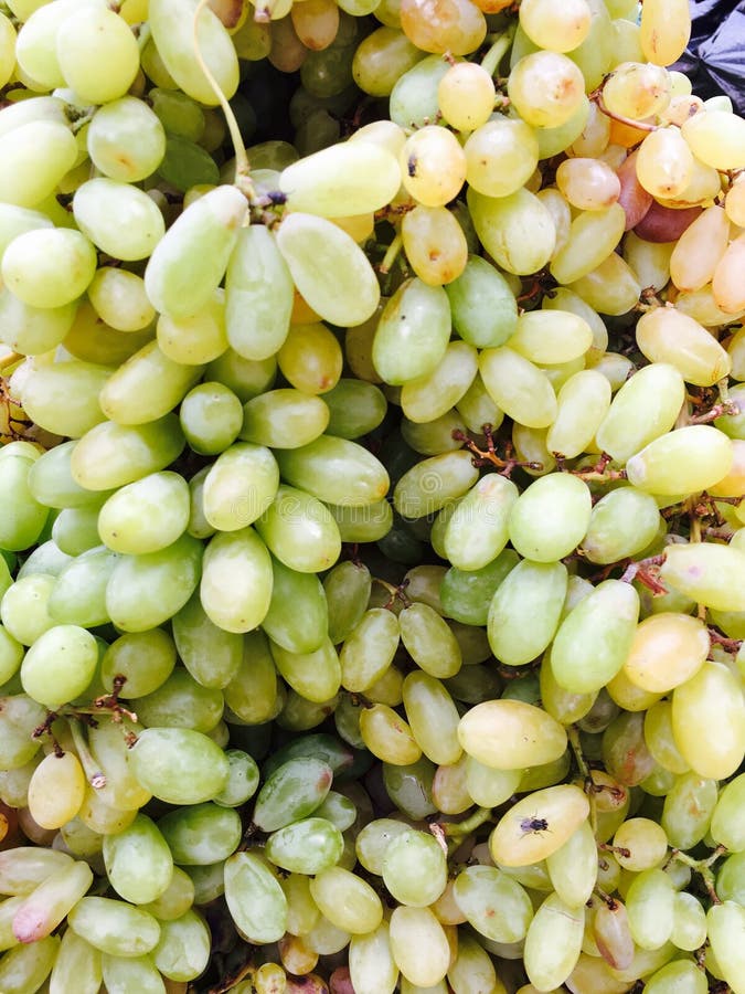 Green grape stock photo. Image of agriculture, scene - 88198410