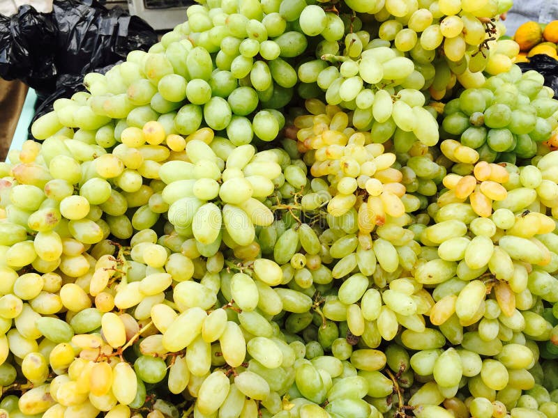 Green grape stock photo. Image of autumn, grapevine, crop - 88237570
