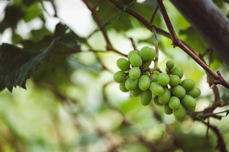 Green Grape Growing in Organic Farm Stock Photo - Image of close ...