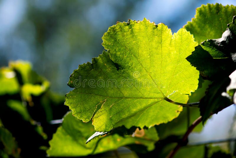 Green Grape Leaf with Light and Shadow Stock Photo - Image of gardening ...