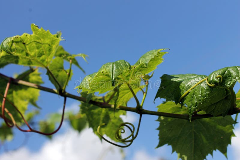 Green grape leaves stock image. Image of grow, healthy - 26634953