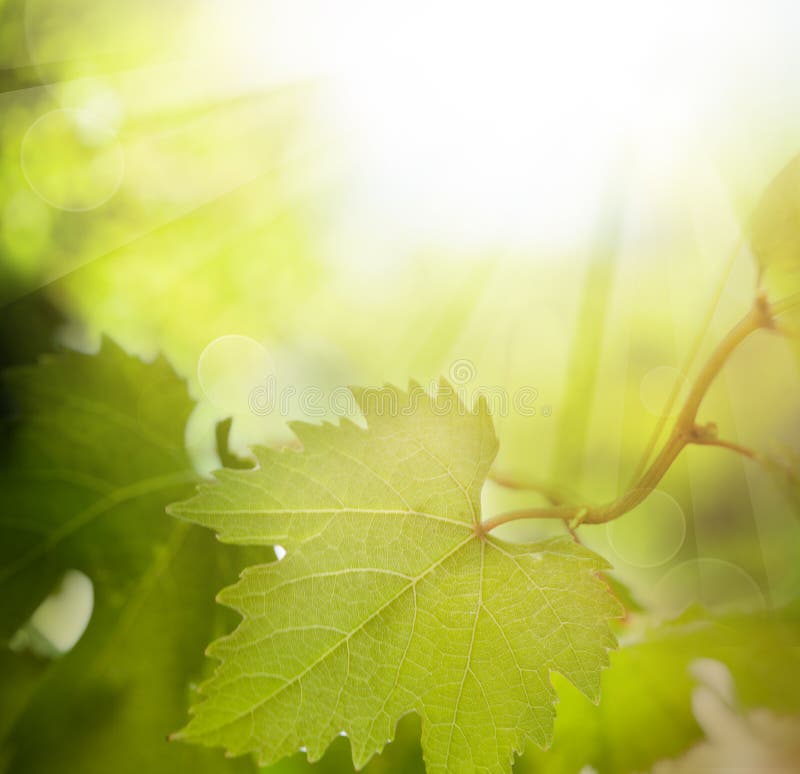 Green Grape Leaves with Bokeh Light Background Stock Photo - Image of ...