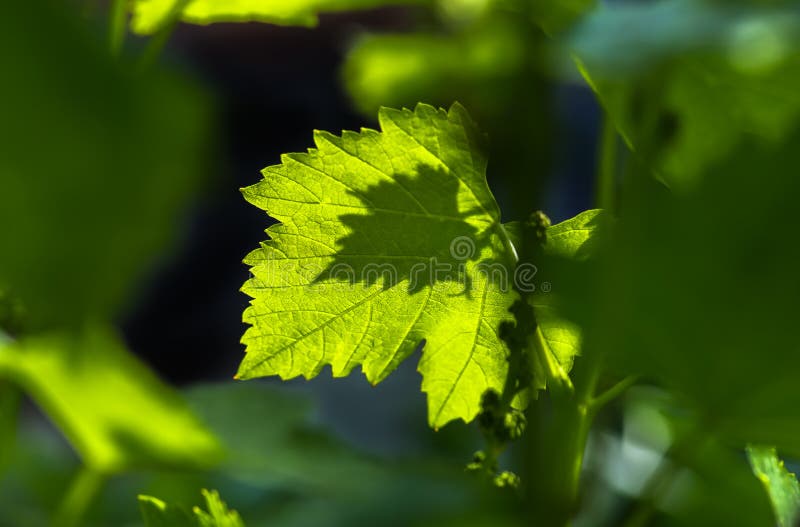 Green Grape Leaves Closeup, Spring Background Stock Photo - Image of ...