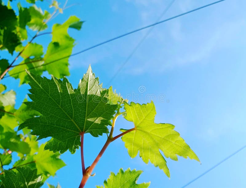 Green Grape Leaves Exposed To Sunlight Stock Photo - Image of garden ...