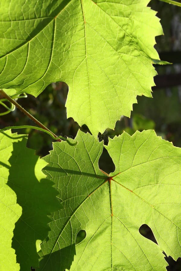 Green grape leaves stock image. Image of macro, nature - 72438373