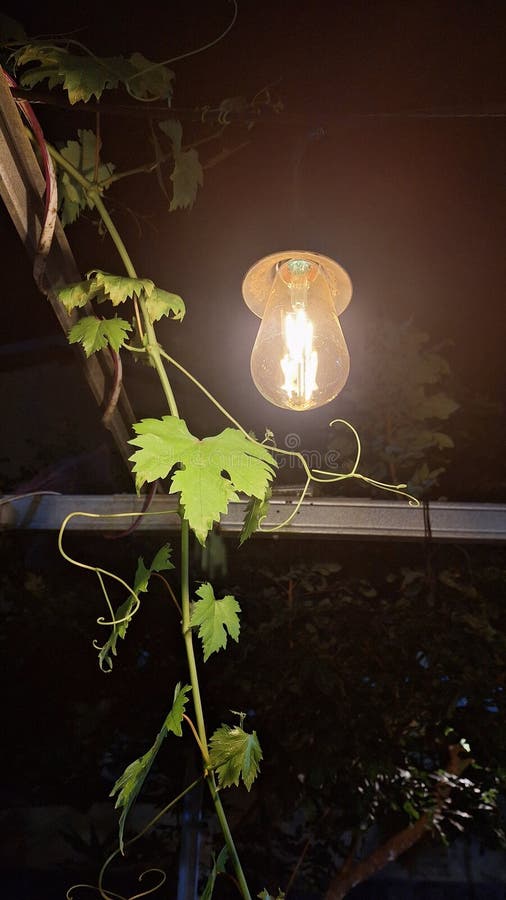 Green Grape Leaves Illuminated by Lamp Light Stock Image - Image of ...