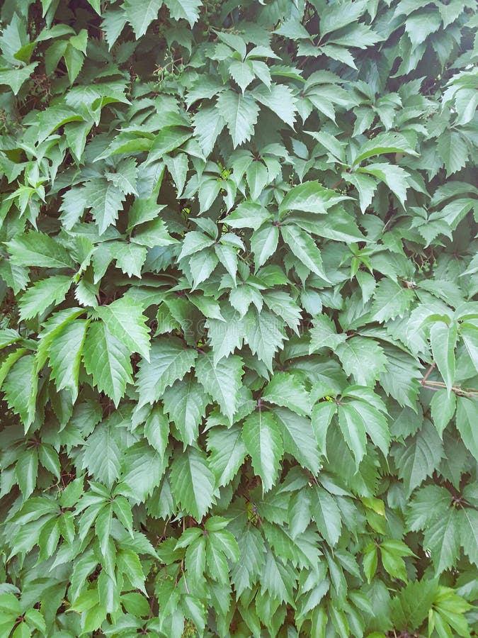 Green Grape Leaves, Texture, Background from Plants Stock Photo - Image ...