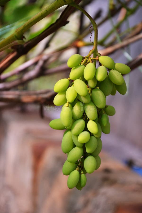 Green grape stock image. Image of tasty, bunch, vine - 50864615