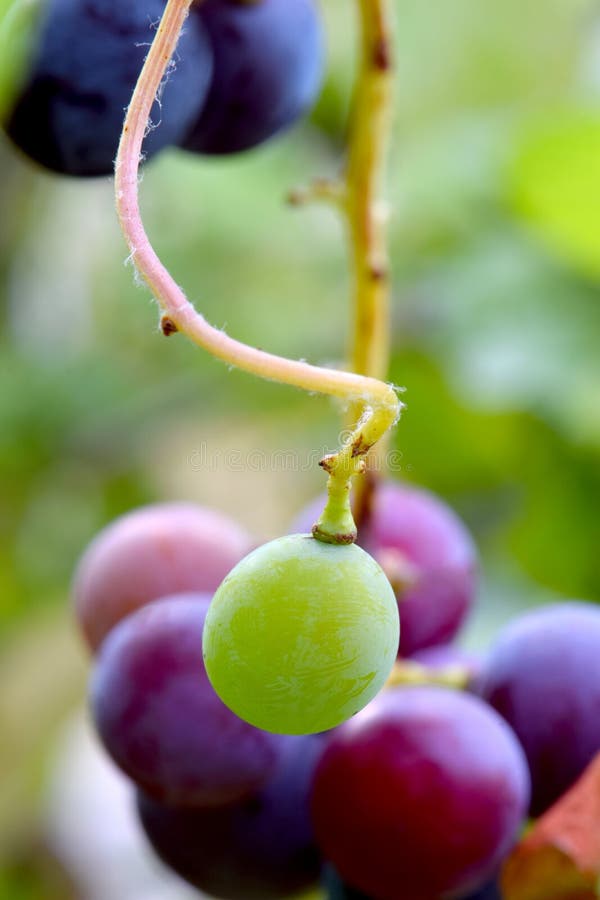 Green Grape Solo 03 Stock Photos - Free & Royalty-Free Stock Photos ...
