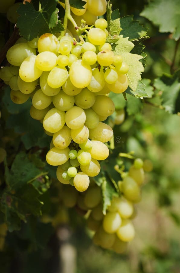Green Grape stock image. Image of plant, country, fruit - 59989067