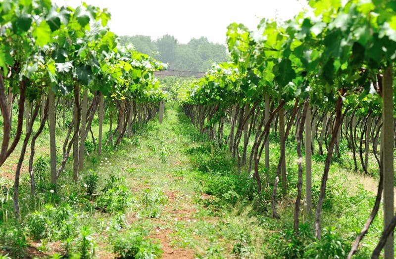 Green grape tree stock image. Image of garden, green - 31231311