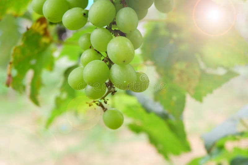 Green grape on the tree stock image. Image of horizontal - 98479129
