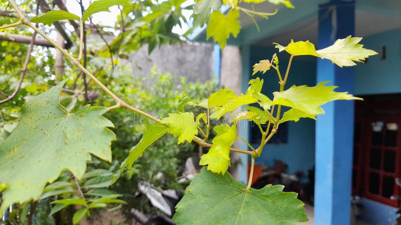 Green Grape trees young stock photo. Image of young - 267331300