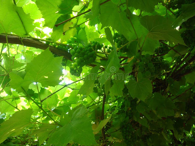 Green Grape Vine. Green Nature. Stock Photo - Image of vegetation ...