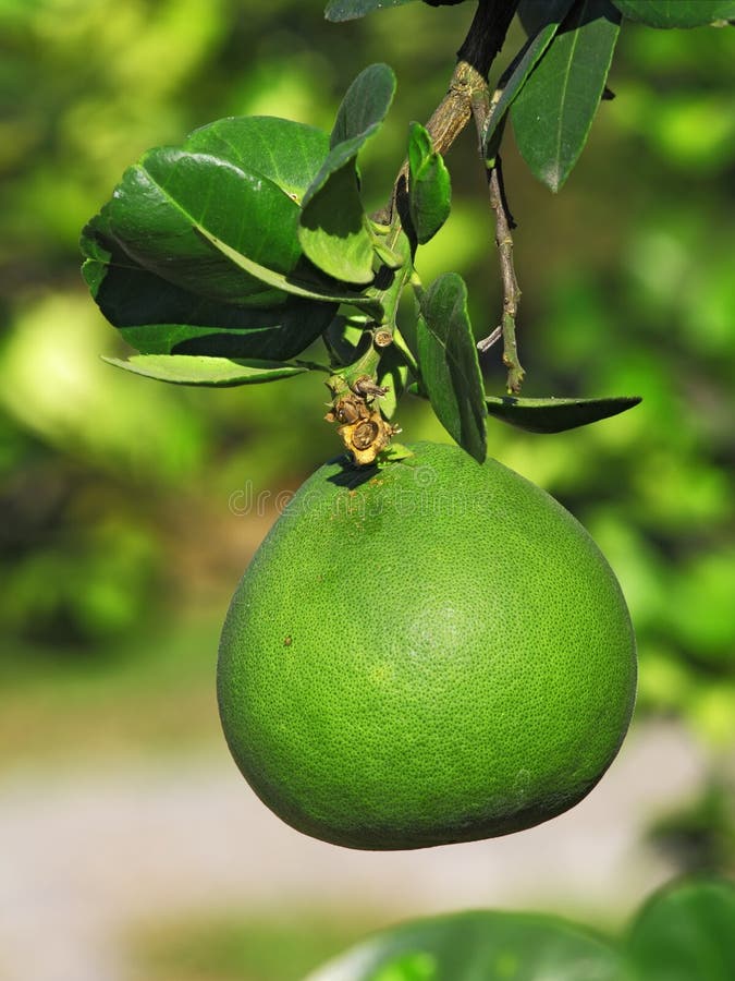 Green grapefruit on tree stock photo. Image of healthy - 25632950