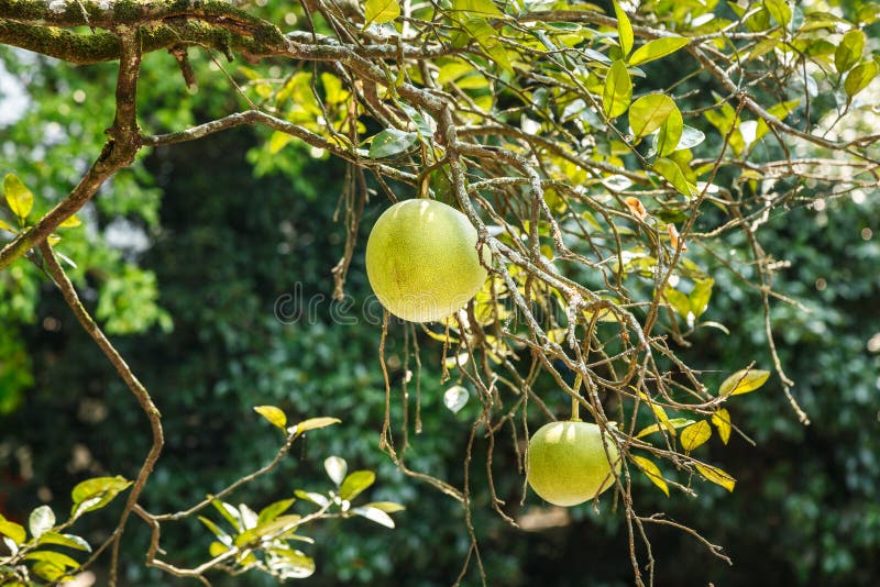 Green Grapefruit on a Tree Branch Stock Photo - Image of lemon, garden ...