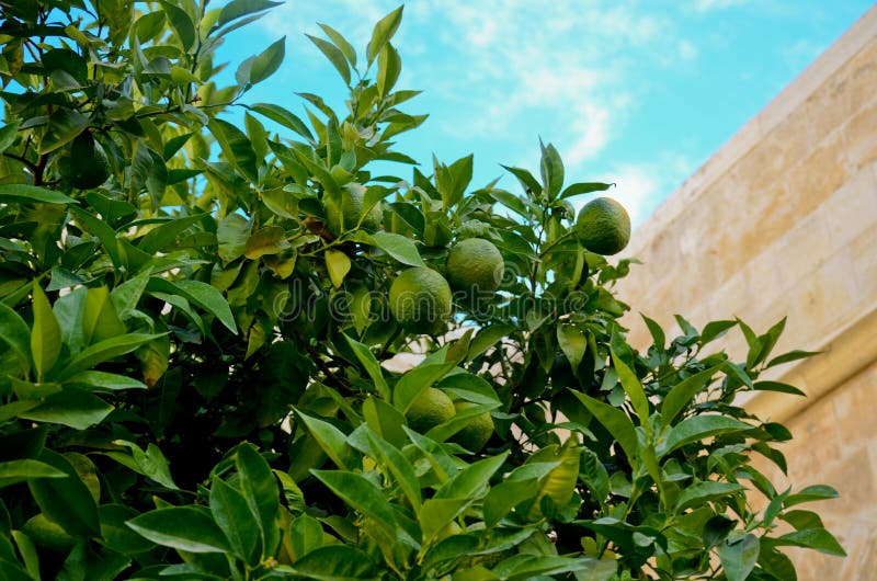 Green Grapefruit on a Tree Close-up. Stock Image - Image of drink ...