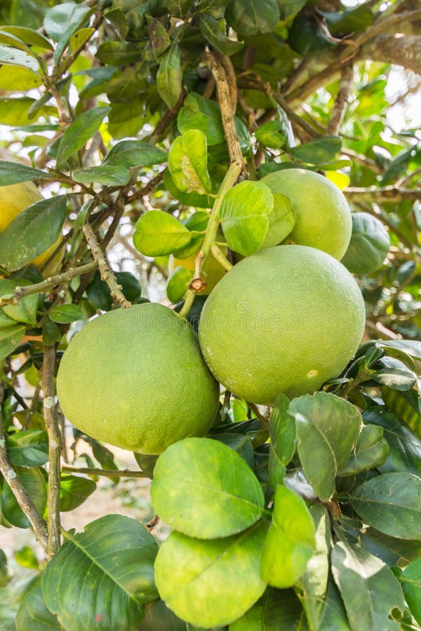 Green grapefruit on tree stock image. Image of food, orchard - 69499131