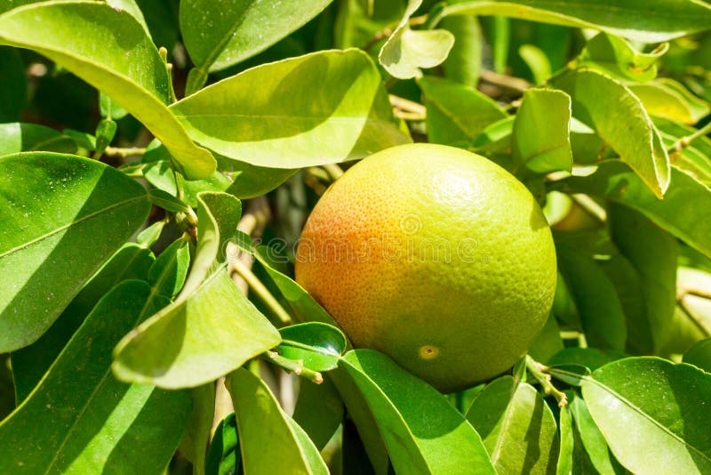 Green Grapefruit on Tree in Plantation Close Up Stock Photo - Image of ...