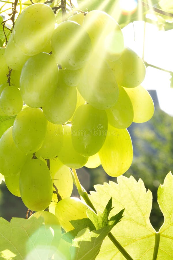 Green grapes. stock image. Image of garden, organic, bright - 10513227