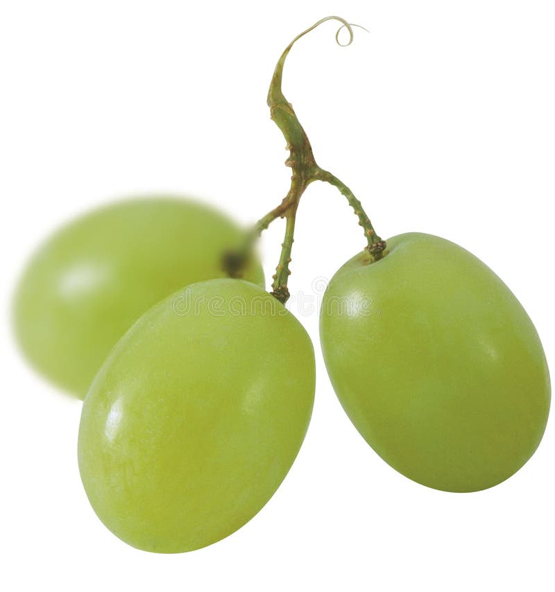 767 Grapes Vine Three Stock Photos - Free & Royalty-Free Stock Photos ...