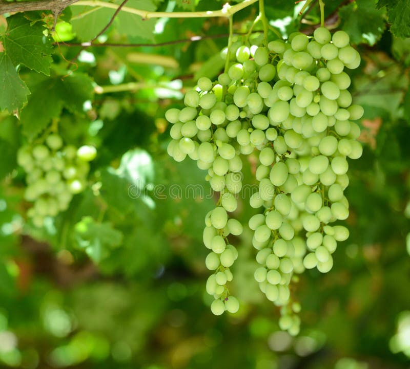 Green grapes stock image. Image of sunshine, closeup - 151727651