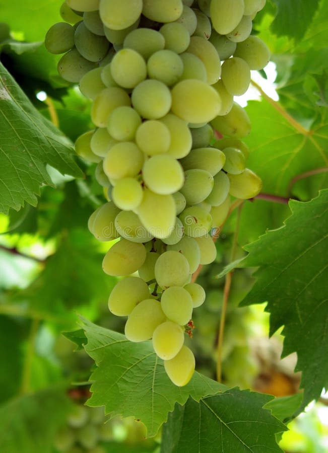 Green grapes stock image. Image of fresh, wine, yellow - 3177199