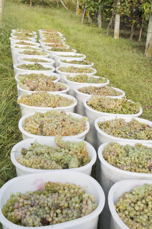 Wine cellar stock photo. Image of original, family, brisbane - 8782474