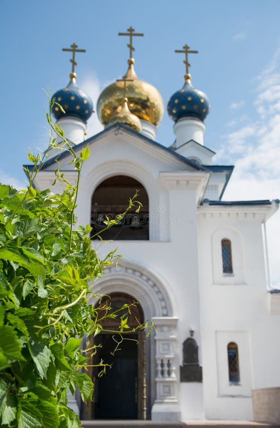 Green Grapes on the Background of the Church Stock Image - Image of ...