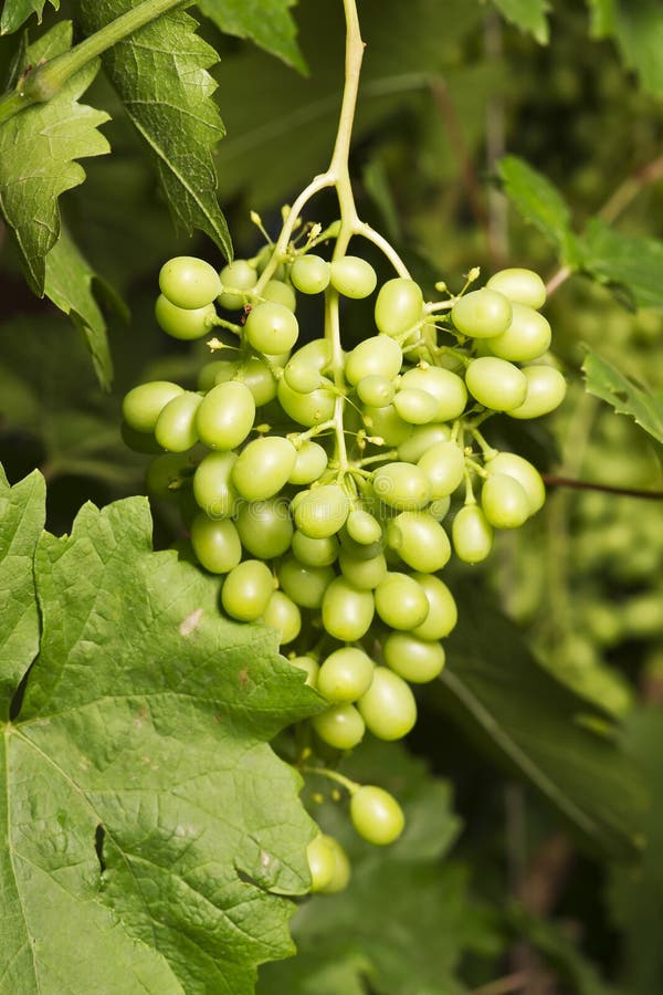 Green Grapes stock image. Image of branch, leaf, dessert - 32186871