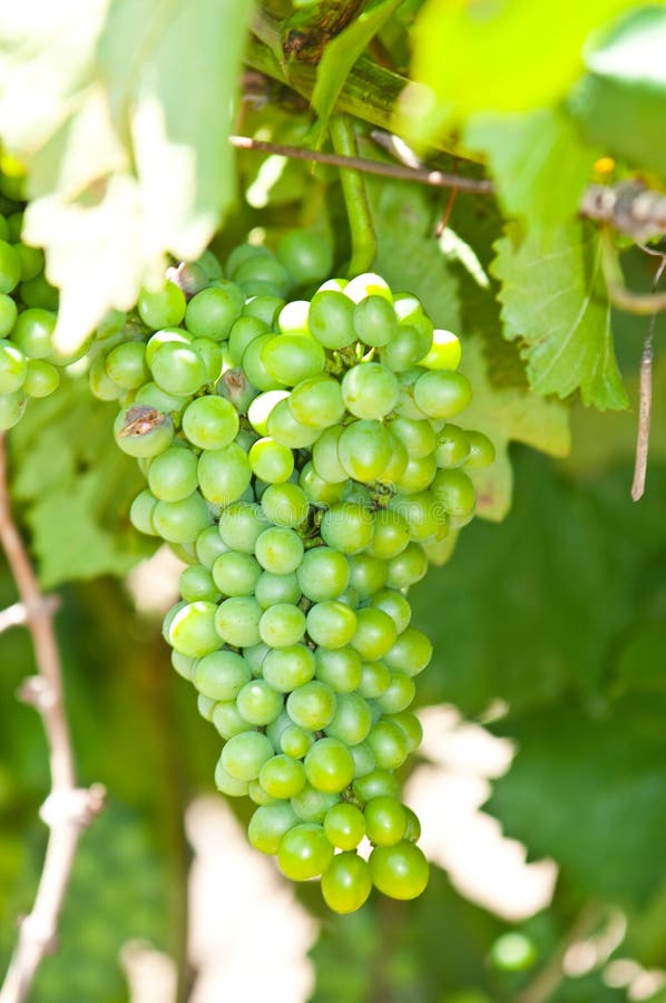Green grapes close-up shot stock photo. Image of leaf - 15510382