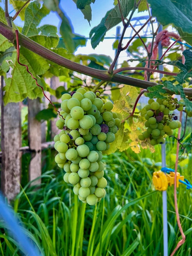 Green Grapes Dangling from Grapevine Stock Photo - Image of farming ...