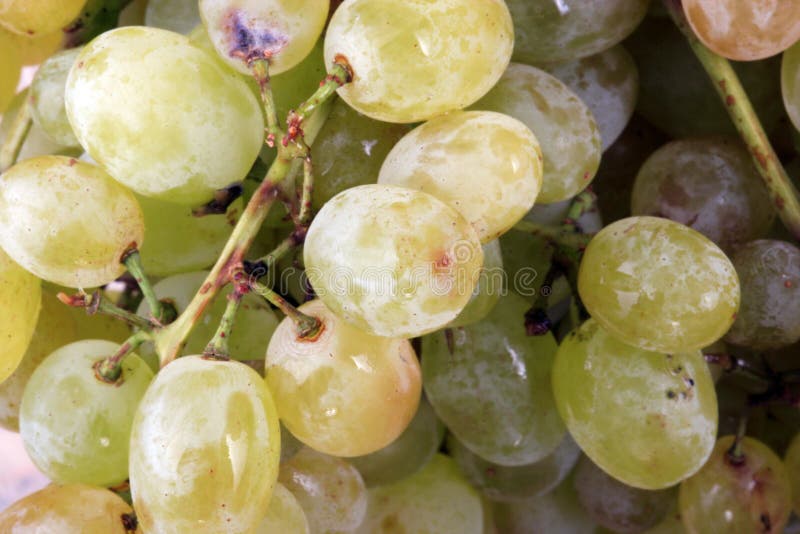 Many green grapes stock image. Image of grapes, mature - 112384951