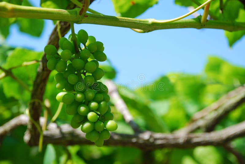 Green grapes stock image. Image of drink, blue, culture - 49775555