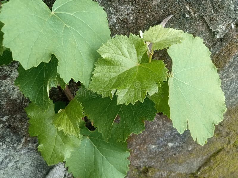 Green grapes fresh growing stock image. Image of wildflower - 355866719