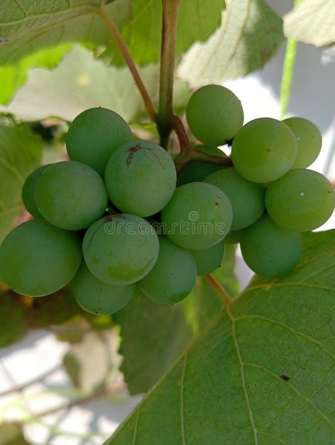 Green grapes fruits stock image. Image of tree, garden - 263404393