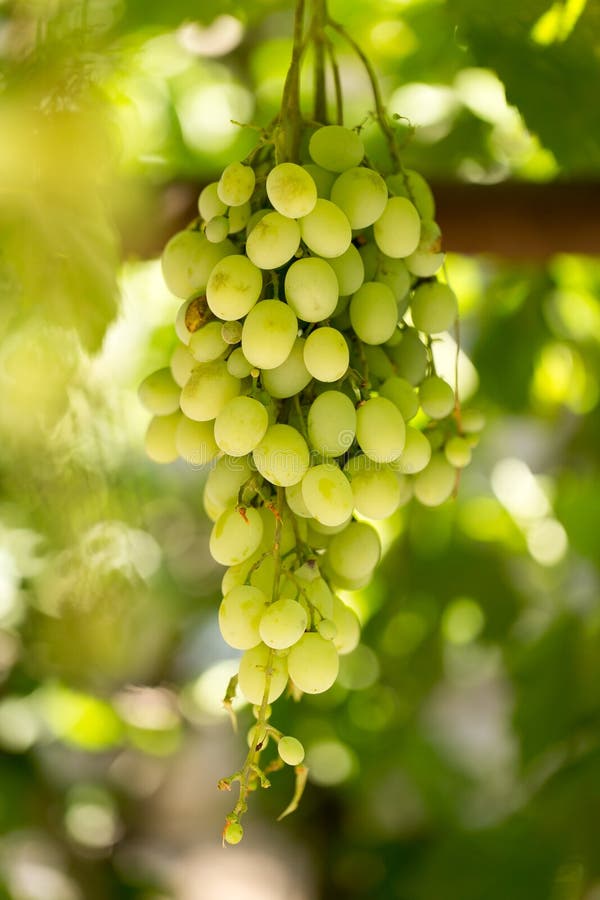 Green Grapes in the Garden in Summer Stock Photo - Image of fresh ...