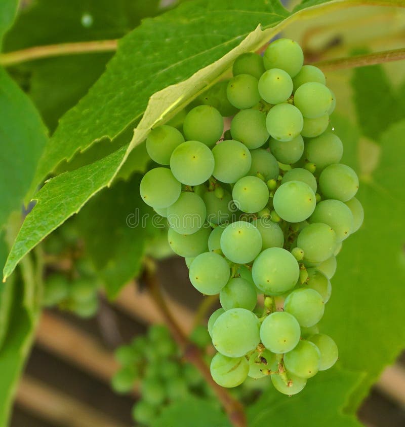 Green Grapes on Grapevine with Green Leaves. Stock Image - Image of ...
