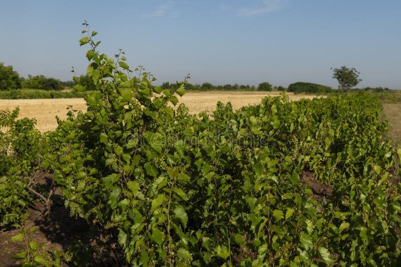 Green Grapes in Grapevines stock photo. Image of vine - 331184898