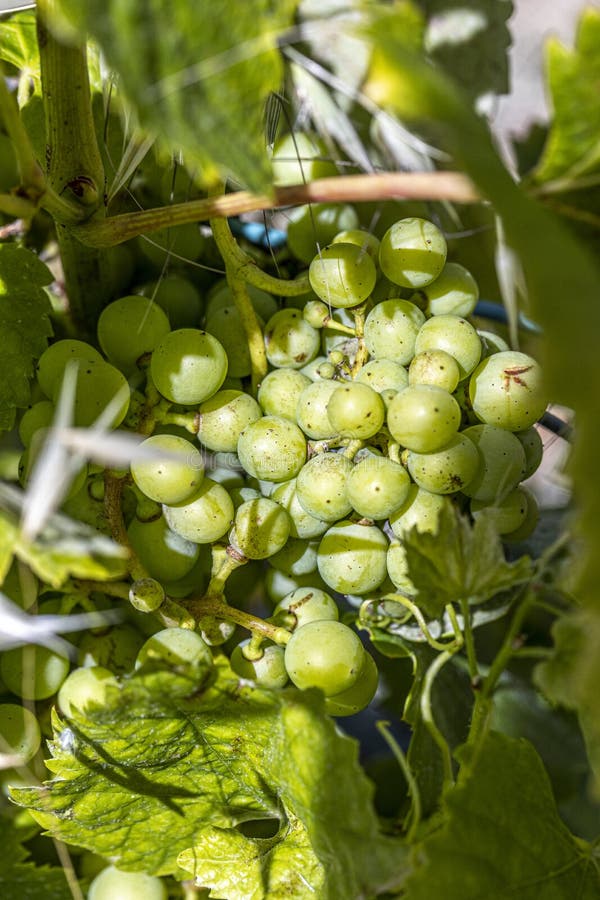 Green Grapes Growing at the Vine Plan in the Vineyard Stock Image ...