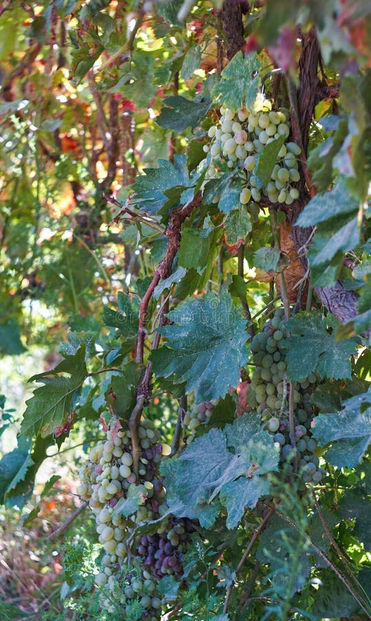 Green Grapes Hanging on the Vine Stock Image - Image of grape, sunny ...